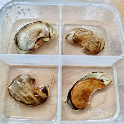 망고씨 발아 심기 망고나무 키우기 도전 네이버 블로그