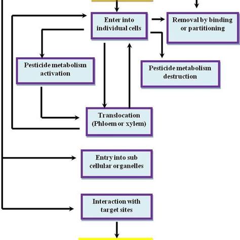 The Environmental Fate Of Pesticides Download Scientific Diagram