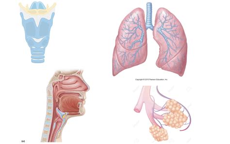 Respiratory Lab Study Guide For Biology Flashcards Quizlet