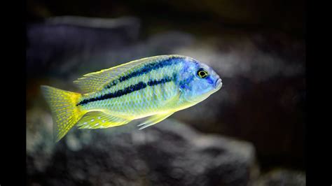 Chilotilapia Rhoadesi Youtube