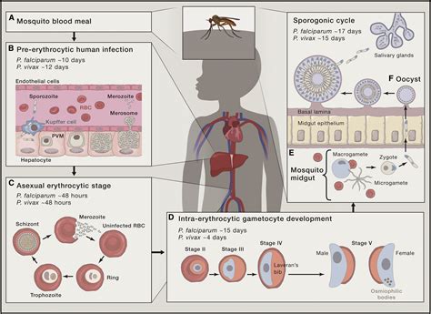 Malaria Life Cycle
