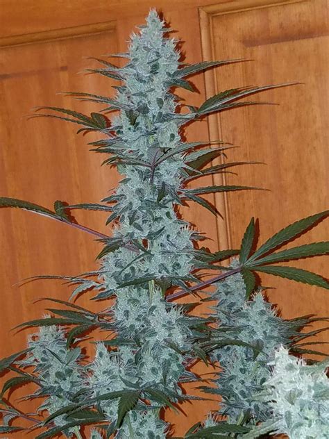 Top 5 Highest Thc Autoflowering Strains Fast Buds
