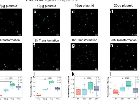 Table 1 From A Rapid And Efficient Method For Isolation And Transformation Of Cotton Callus