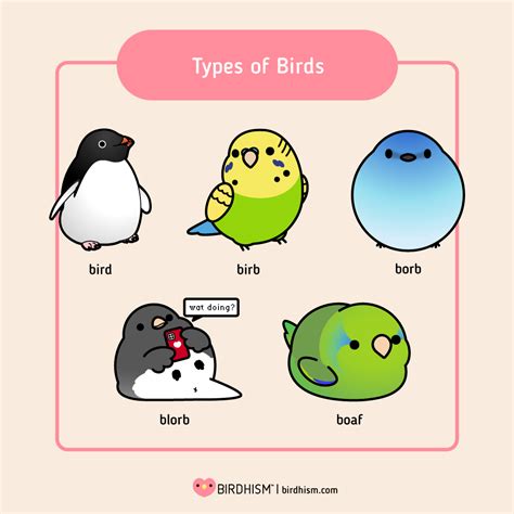 Identify Different Types Of Birds Easily
