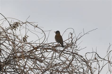 1月29日の鳥見 鳥見備忘録Ⅲ