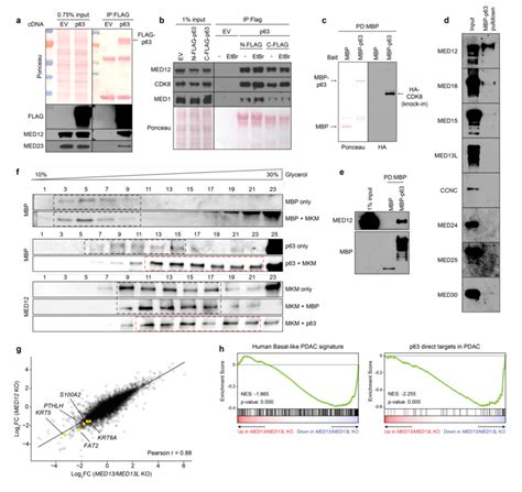 P63 Directly Binds To Med12 And The Mediator Kinase Module To Activate