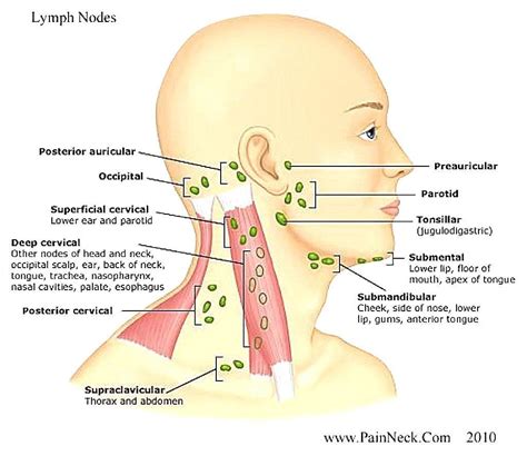 Lymph Nodes In The Head And Neck Diagrams Utmilo