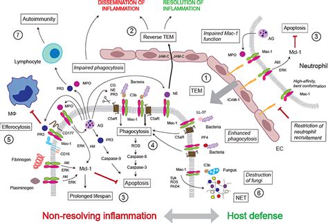 Frontiers β2 Integrin Regulation Of Neutrophil Functional Plasticity And Fate In The