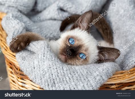 Cute Siamese Cats