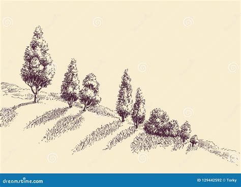 Trees Growing On A Hill Slope Sketch Stock Vector Illustration Of Black Natural 129442592