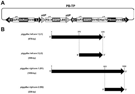 Compound Type Piggybac Recombinant Vector As Well As Preparation Method