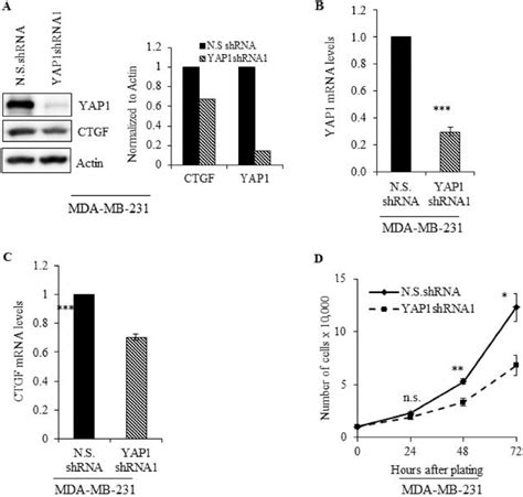 Genetic Inhibition Of Yap1 Impairs Cell Proliferation Mda Mb 231 Cells
