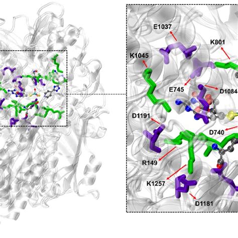 Three Dimensional Representation Of The Residues With Considerable Download Scientific Diagram