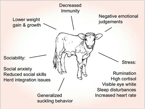 Consequences Of Maternal Separation In Calves Download Scientific Diagram