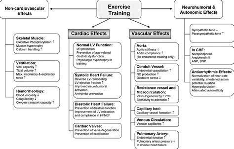 Cardiovascular Effects Of Exercise Training Circulation