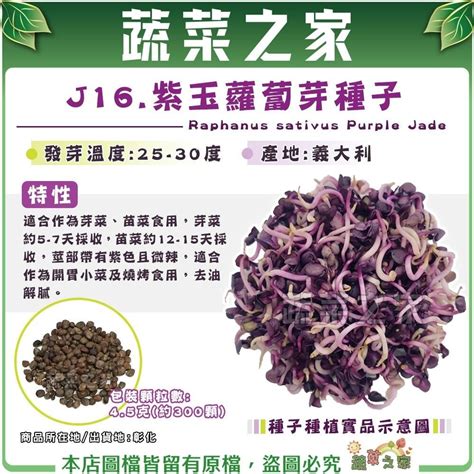 【蔬菜之家滿額免運】j16紫玉蘿蔔芽種子45克約300顆 芽菜種子 莖部帶有紫色且微辣，適合作為開胃小菜 蝦皮購物