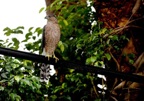 Some Birds Named After People Will Get New Names To Avoid Troubling