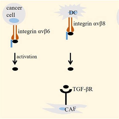 Transforming Growth Factor‐β Tgf‐β Activation In Cancer Tgf‐β Is
