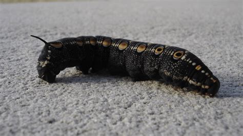 Black Caterpillars An Identification Guide With Photos Artofit