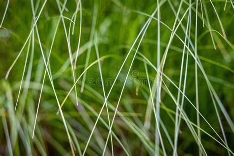 Very Dense Green Lush Grass Detail Stock Image Image Of Ecology