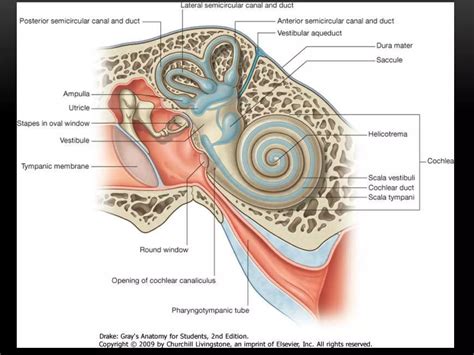 Physiology Of Equilibrium Vestibular System Pptx