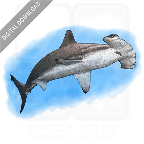 Great Hammerhead Shark Drawings