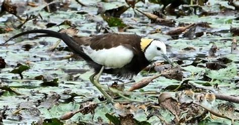 사람과 자연을 위한 습지 행동5일부터 람사르총회 개최