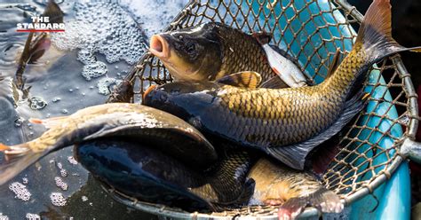 สธ เตือนประชาชนไม่ควรกินปลาน้ำจืดปรุงดิบ หลังพบคนดังรีวิวกินดิบ เสี่ยงโรคพยาธิใบไม้ตับ มะเร็ง