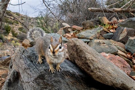 Cliff Chipmunk
