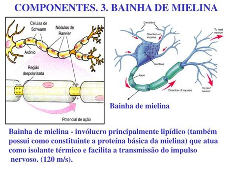 Ppt Anatomia Do Sistema Nervoso Ou Neuroanatomia Powerpoint