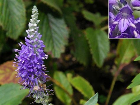 K sBookshelf 辞典用語 花の図鑑 青紫赤紫 花びらの形が分かりにくいもの