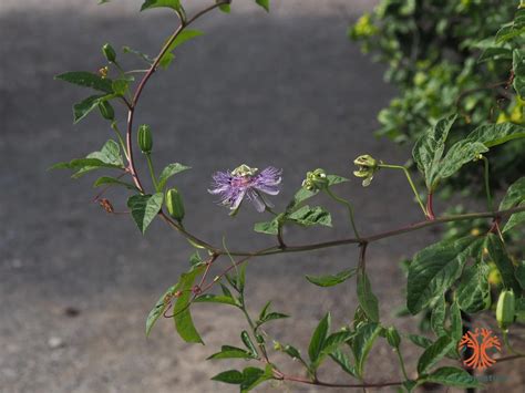 Passiflora Incarnata L
