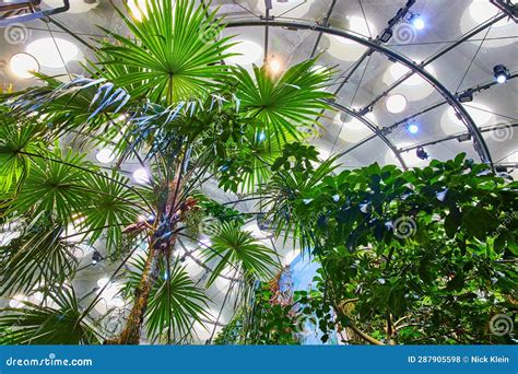 Upward View Of Canopy Of Tropical Rainforest Biome Trees And Plant Life