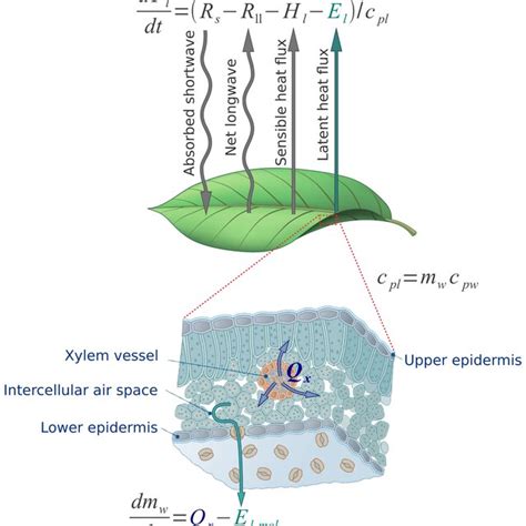 Components Of The Leaf Mass And Energy Balance And Their Conventional