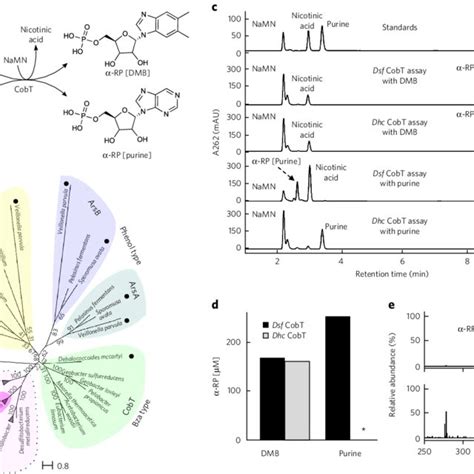 Cobamide General Structure And The 16 Known Lower Bases Found In
