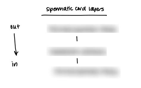 Layers Of Spermatic Cord Diagram Quizlet