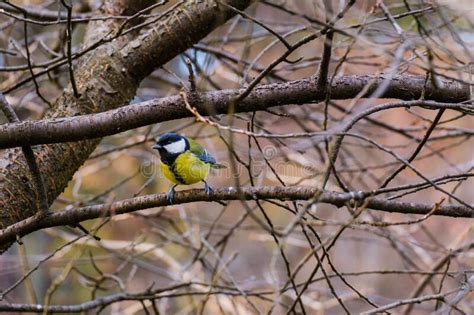 Titmouse Bird Small Wildlife Birds At Public Park Stock Image Image