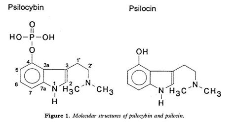 Psilocin Benefits Tolerance Effects On Serotonin And Depression