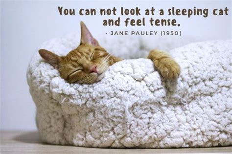 Cat Funny Quotes Sayings