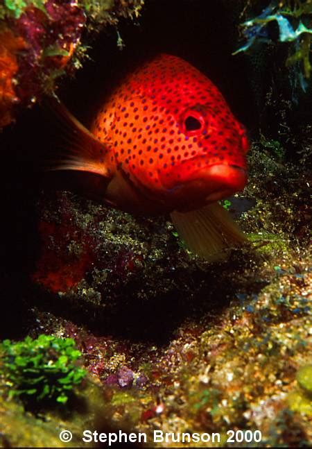 Underwater Photography Of A Red Spotted Grouper Epinephelus Morio