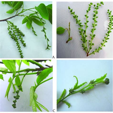 Expressions Of Male And Female Inflorescences In Cyclocarya Paliurus