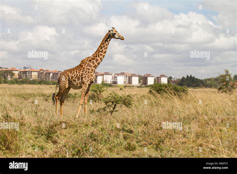 Masai Giraffe Giraffa Camelopardalis Tippelskirchi Near Buildings