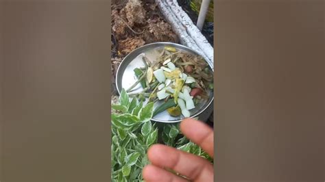 आज जितने भी उतारे थे कुछ निकाल के रखें थे पहले से सबको थाली में लेकर