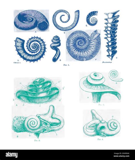 Illustration Of Spiral Shell Formations Figure 1 Including 1a