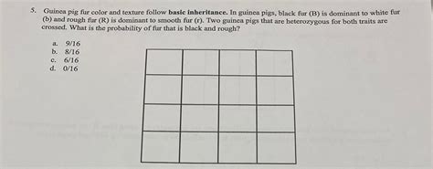 Solved 5 Guinea Pig Fur Color And Texture Follow Basic Inheritance