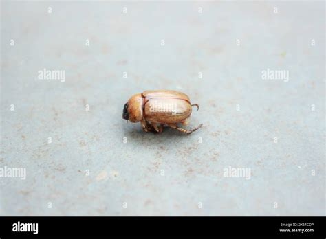 Insect Known As The Masked Beetle Cake Bug Or Chicken Loaf Species