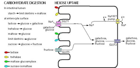 A Schema For The Digestion Of Carbohydrates In Humans Source Reactome Download Scientific
