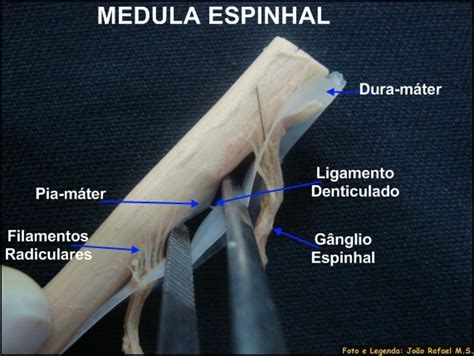 Monitoria de Anatomia Veterinária UFPA