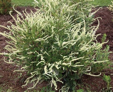 Clethra Alnifolia Summer Sparkler Wayside Garden Center