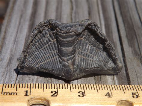 Spiriferid Brachiopod Fossil Id The Fossil Forum
